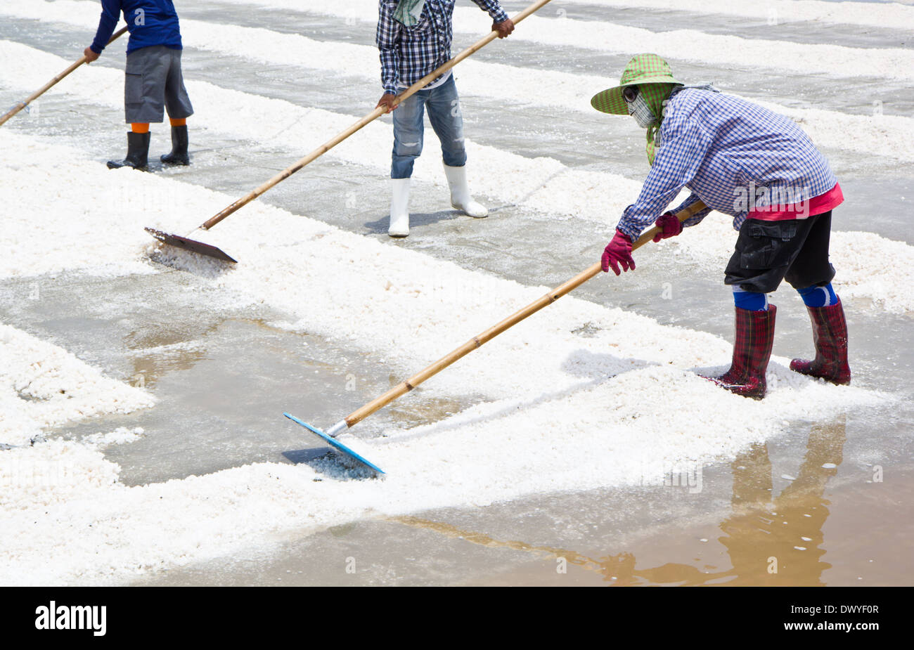 salt collecting in salt farm in Thailand Stock Photo - Alamy