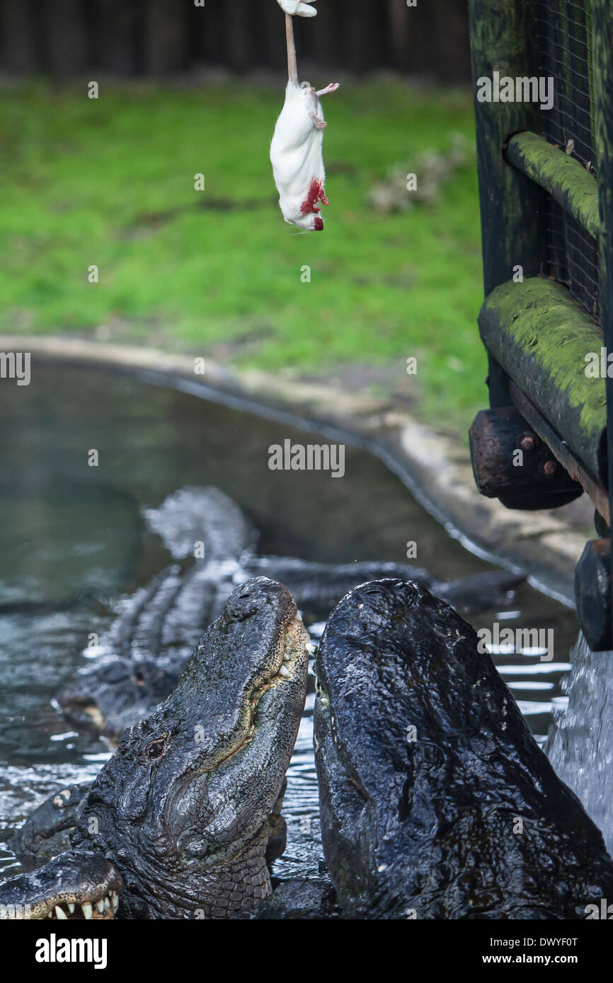 Alligators look up to catch a rodent in St. Augustine alligator farm ...