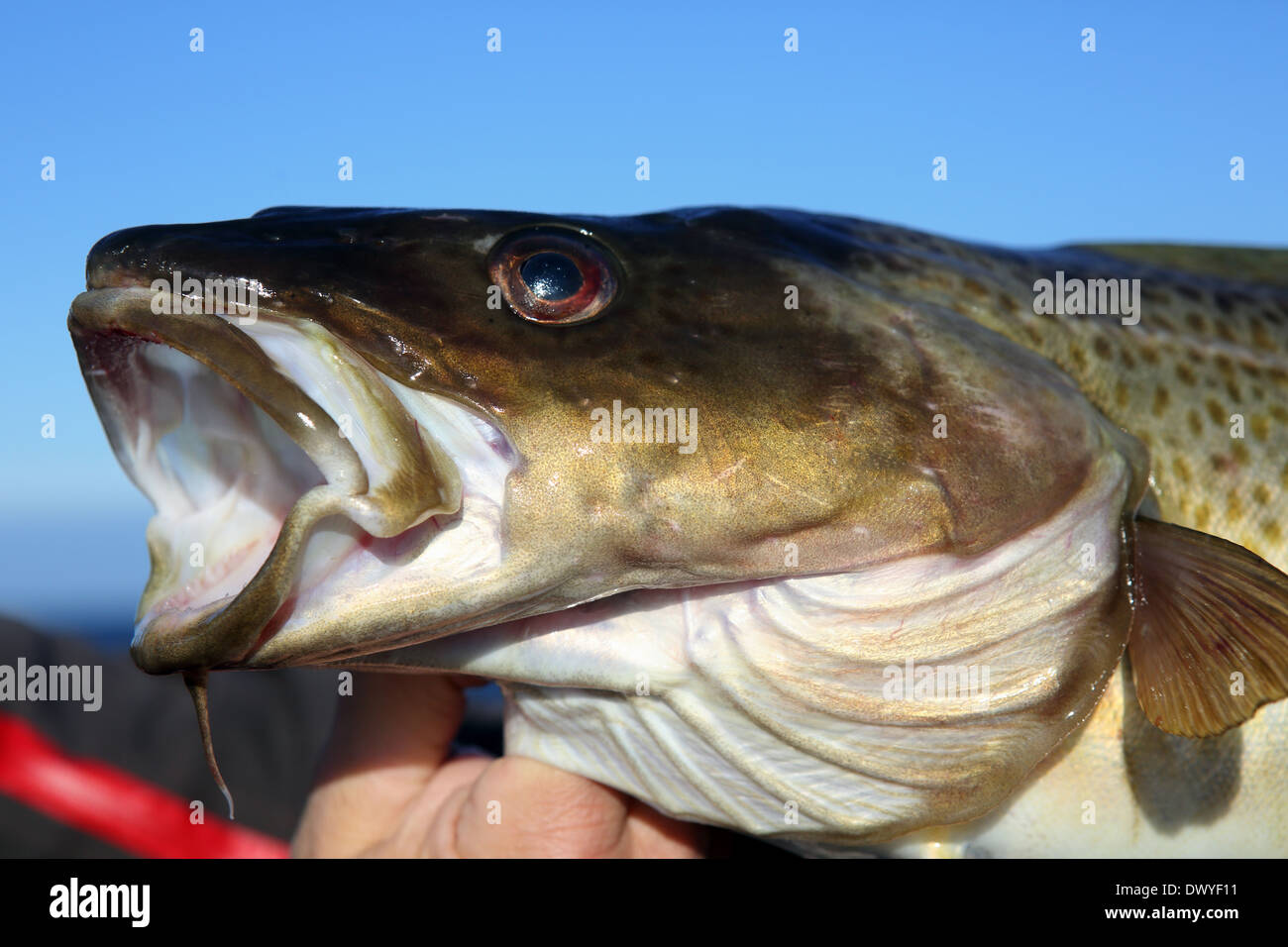 Cod eyes hi-res stock photography and images - Alamy