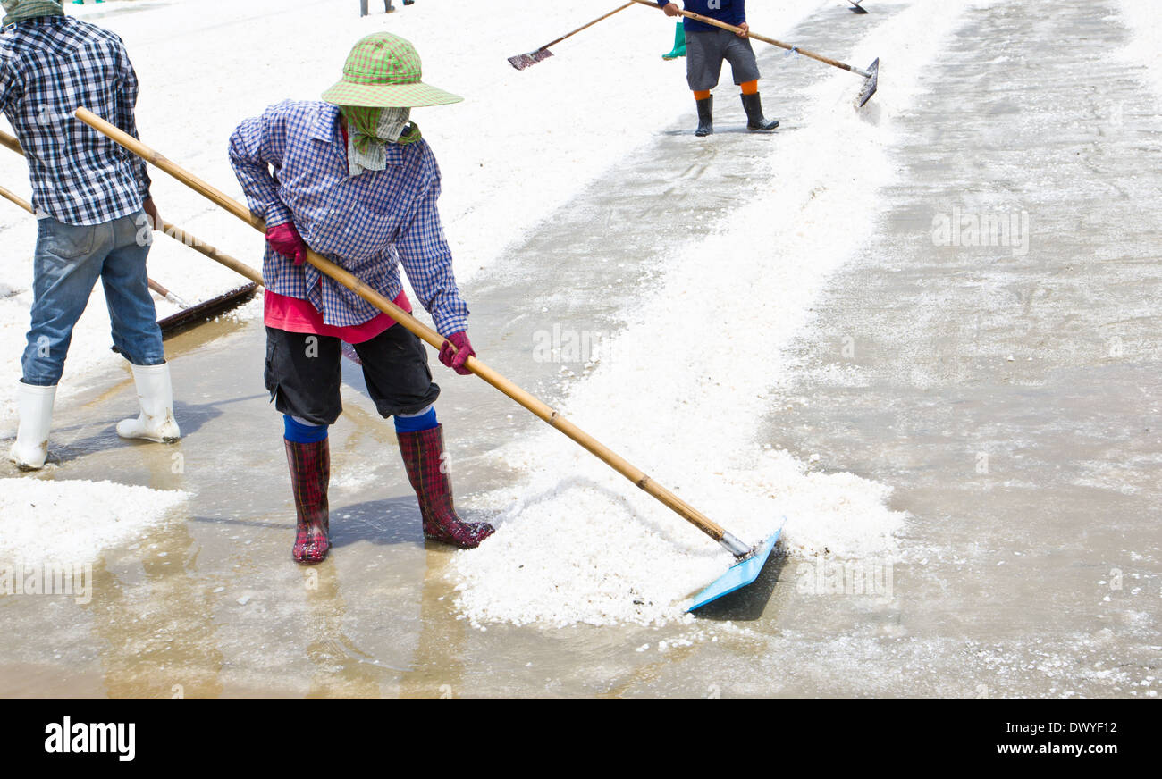 salt collecting in salt farm in Thailand Stock Photo - Alamy