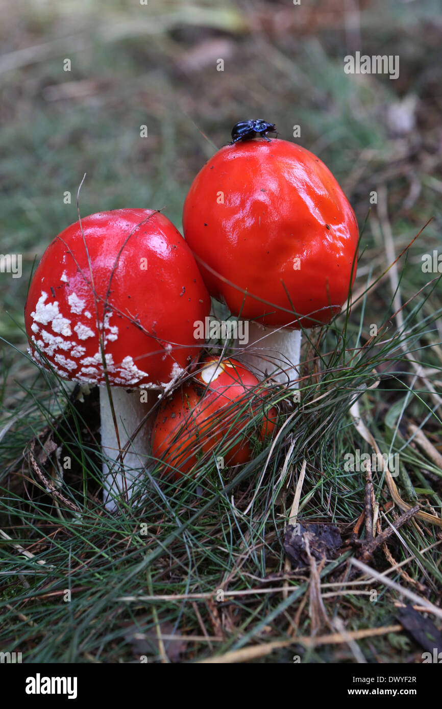 Toadstools High Resolution Stock Photography and Images - Alamy