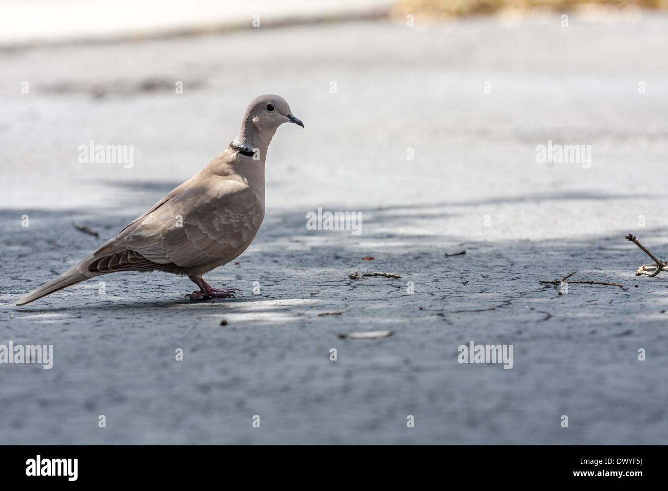 Eurasian Collared-Dove. Turtle Dove. Tourterelle turque. Birds of North ...