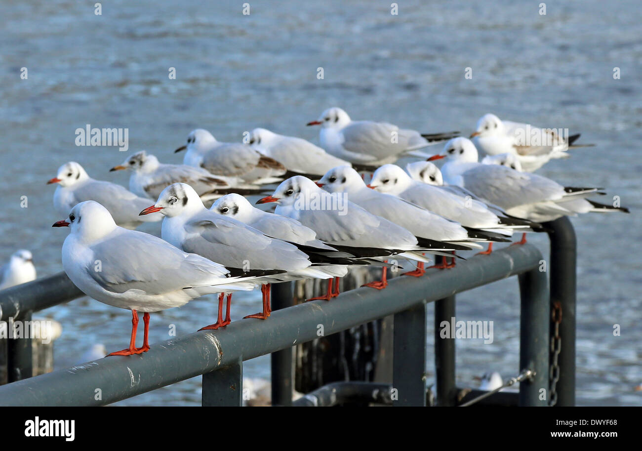 Group of black headed gulls hi-res stock photography and images - Alamy
