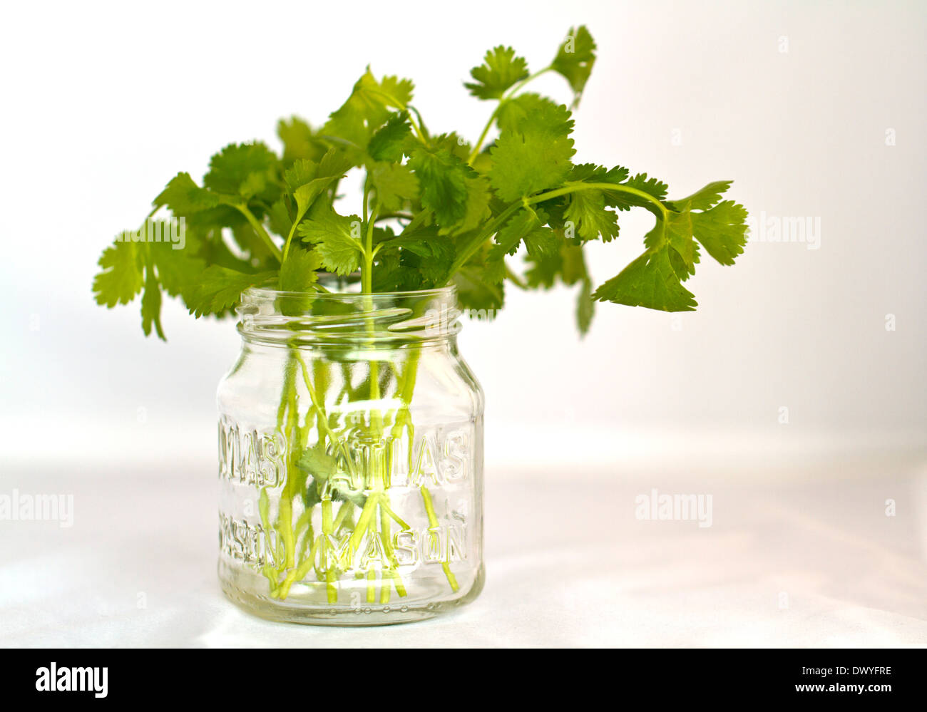 A jar of fresh cilantro Stock Photo - Alamy