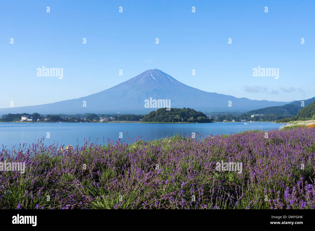 Mount Fuji and Lavender Flowers, Japan Stock Photo - Alamy