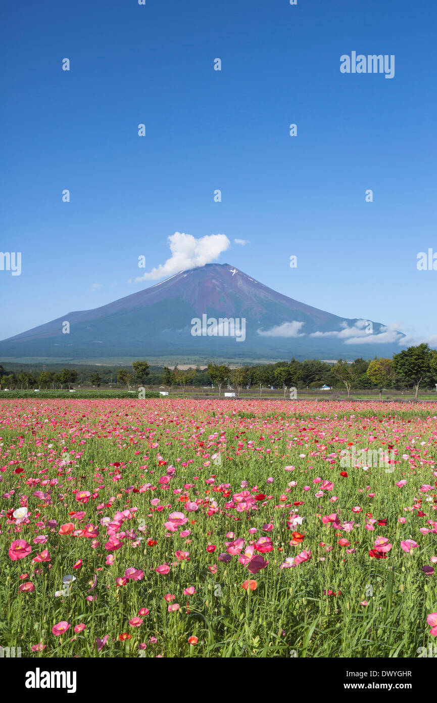 Mount Fuji and Poppy Flowers, Japan Stock Photo - Alamy