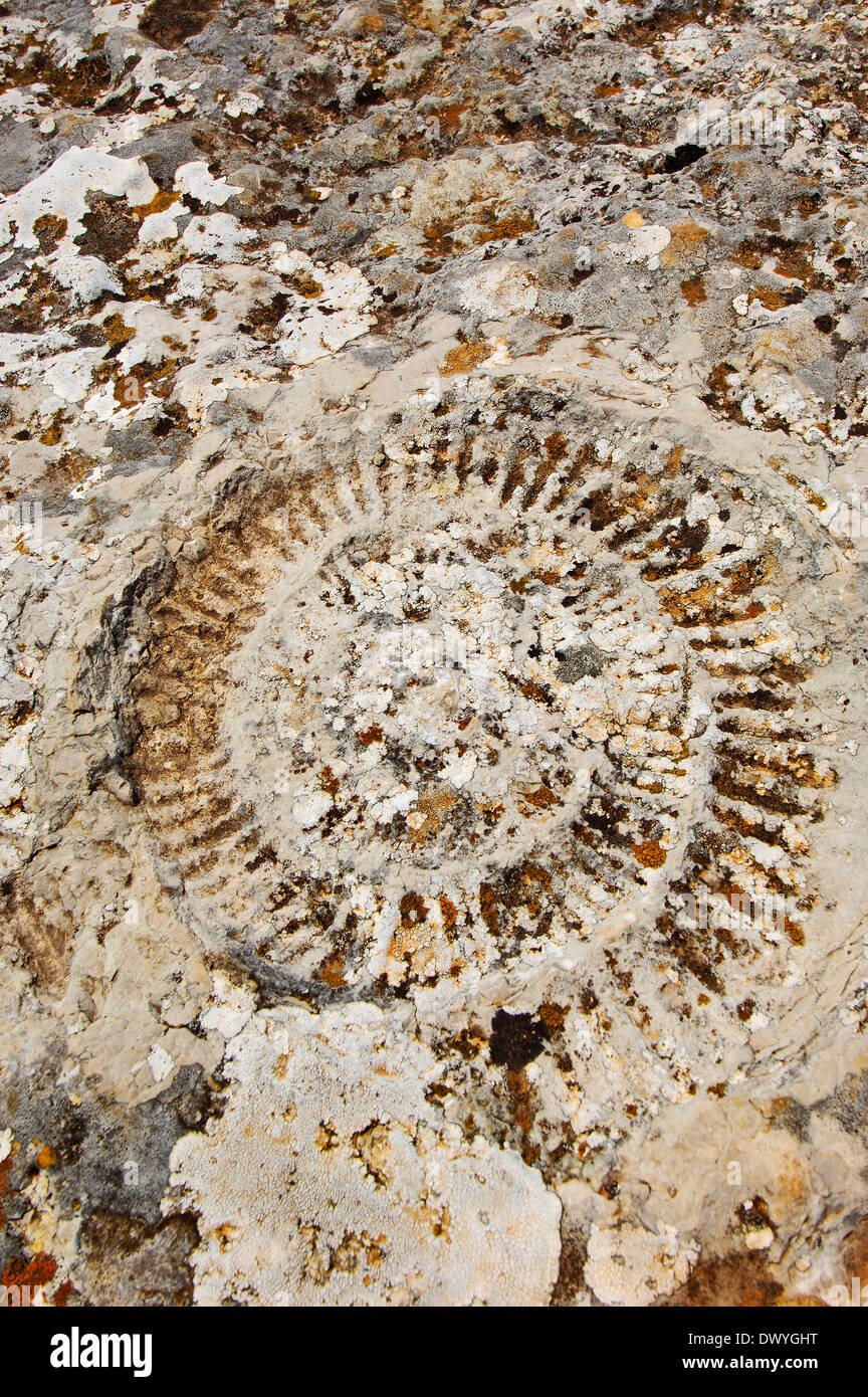 Ammonite fossil size hi-res stock photography and images - Alamy