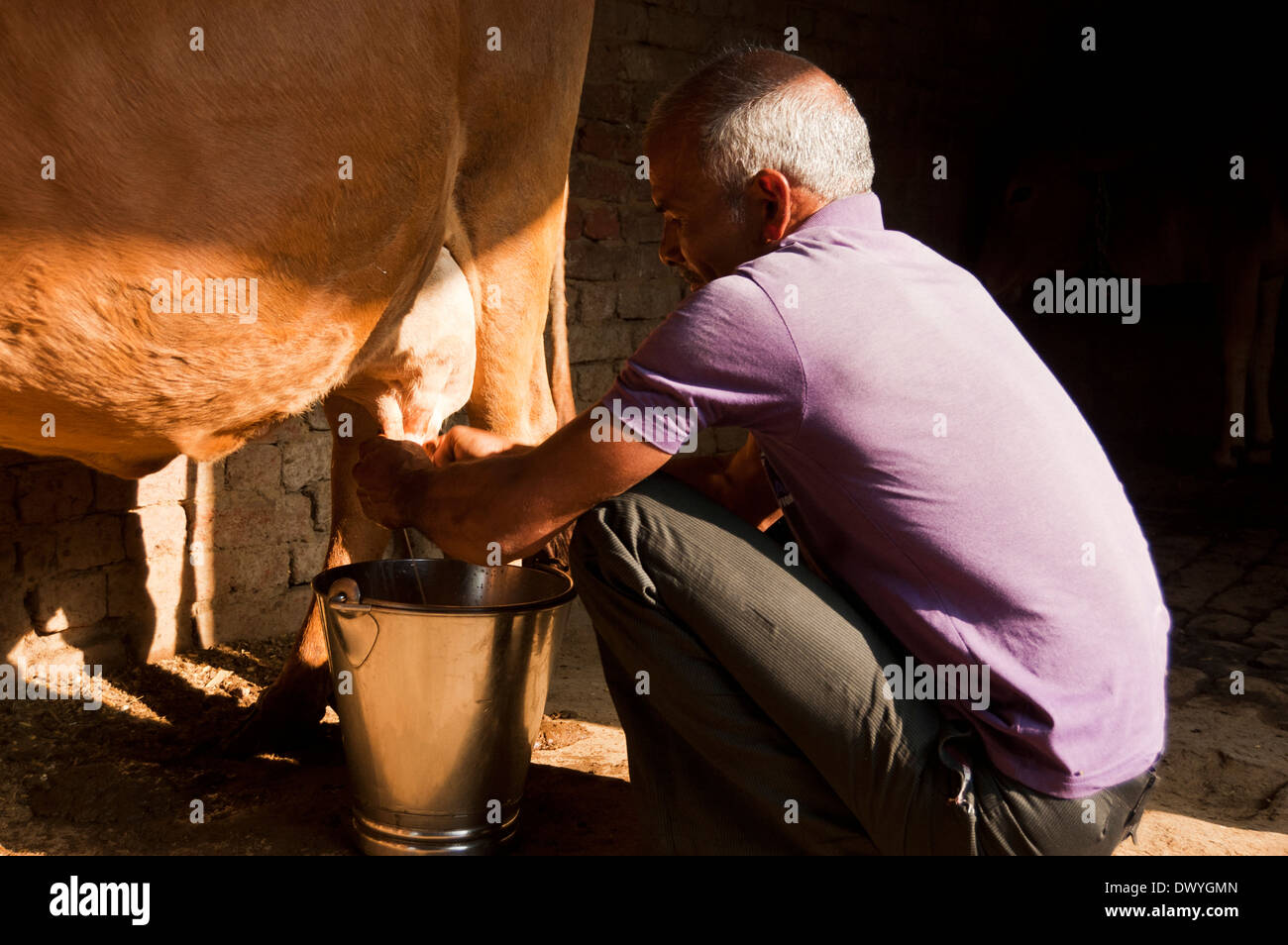 1 Indian Man Sitting and Crouching Udder Stock Photo - Alamy