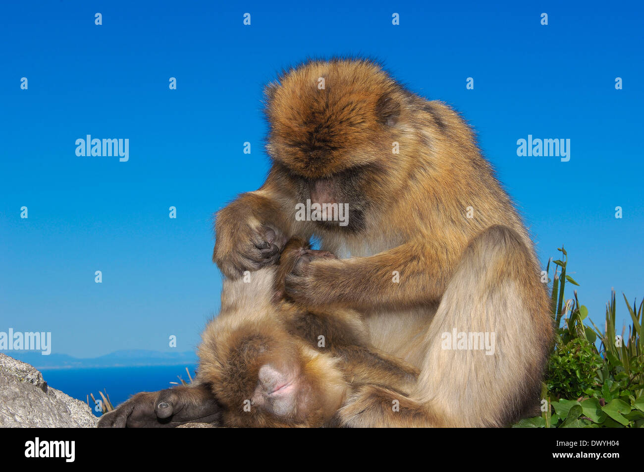 Young barbary macaques grooming hi-res stock photography and images - Alamy