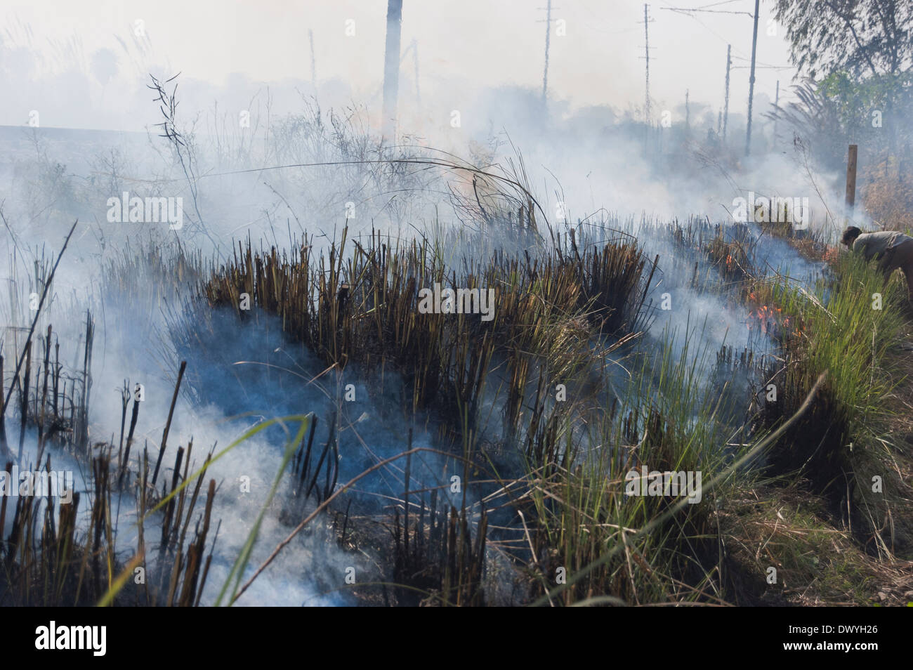 Indian Bush Burning and Air Pollution Stock Photo - Alamy