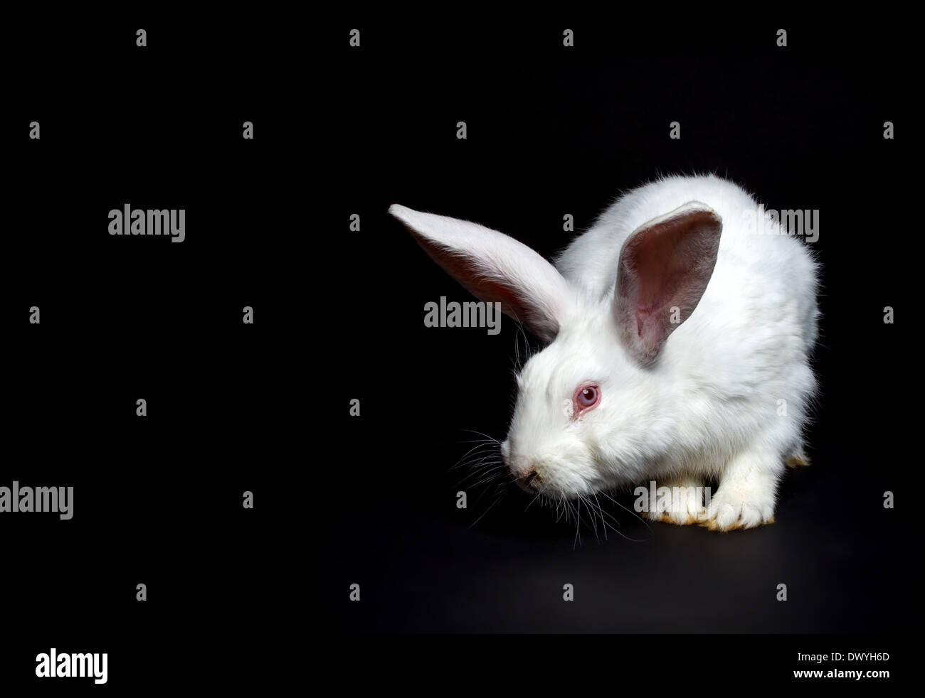 Little live pets hi-res stock photography and images - Alamy