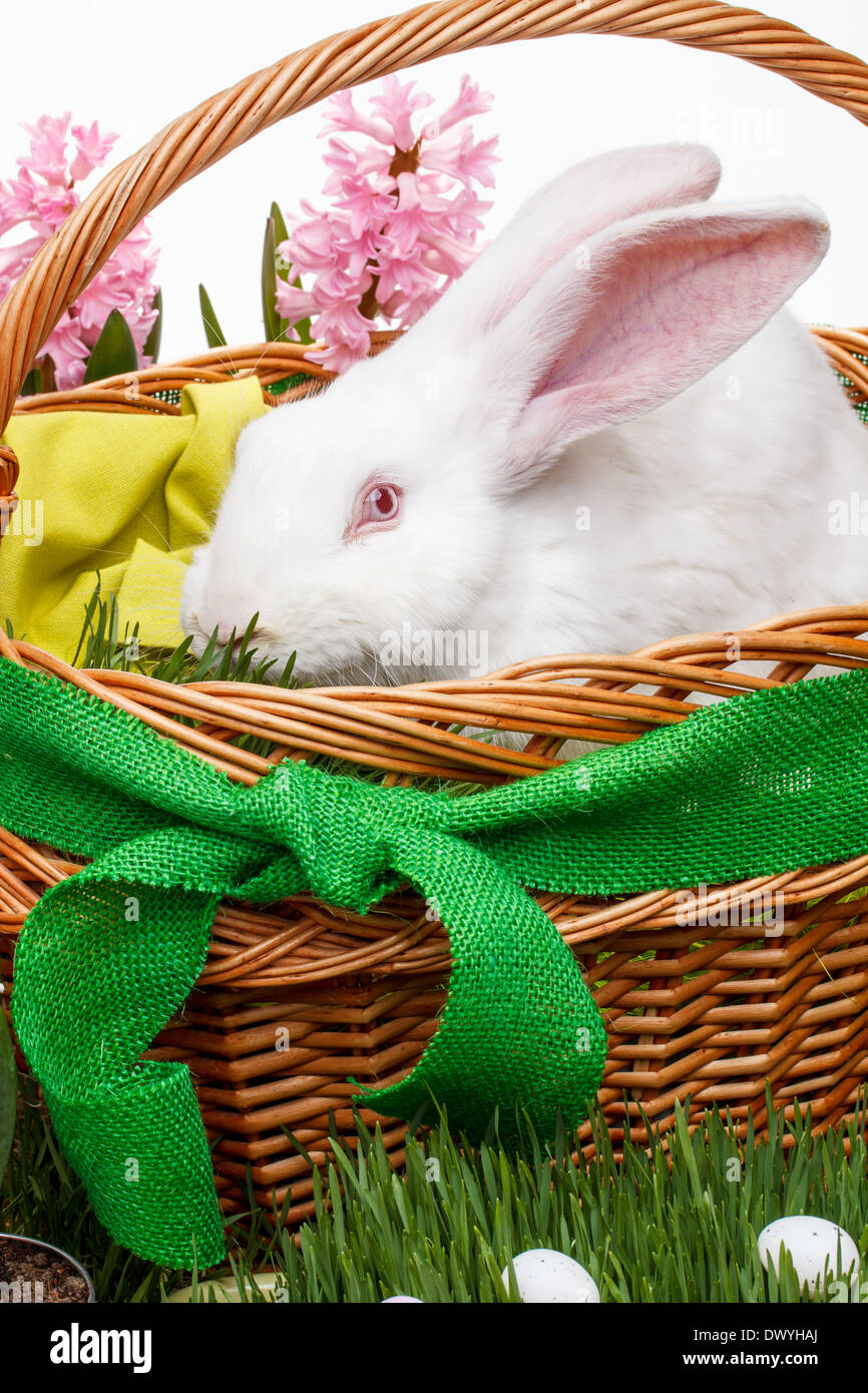 Rabbit in basket hi-res stock photography and images - Alamy