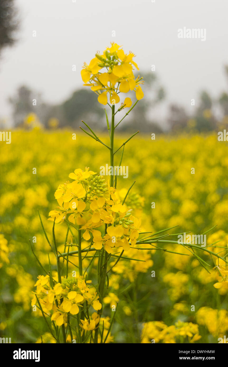 Indian Agriculture Area Stock Photo - Alamy