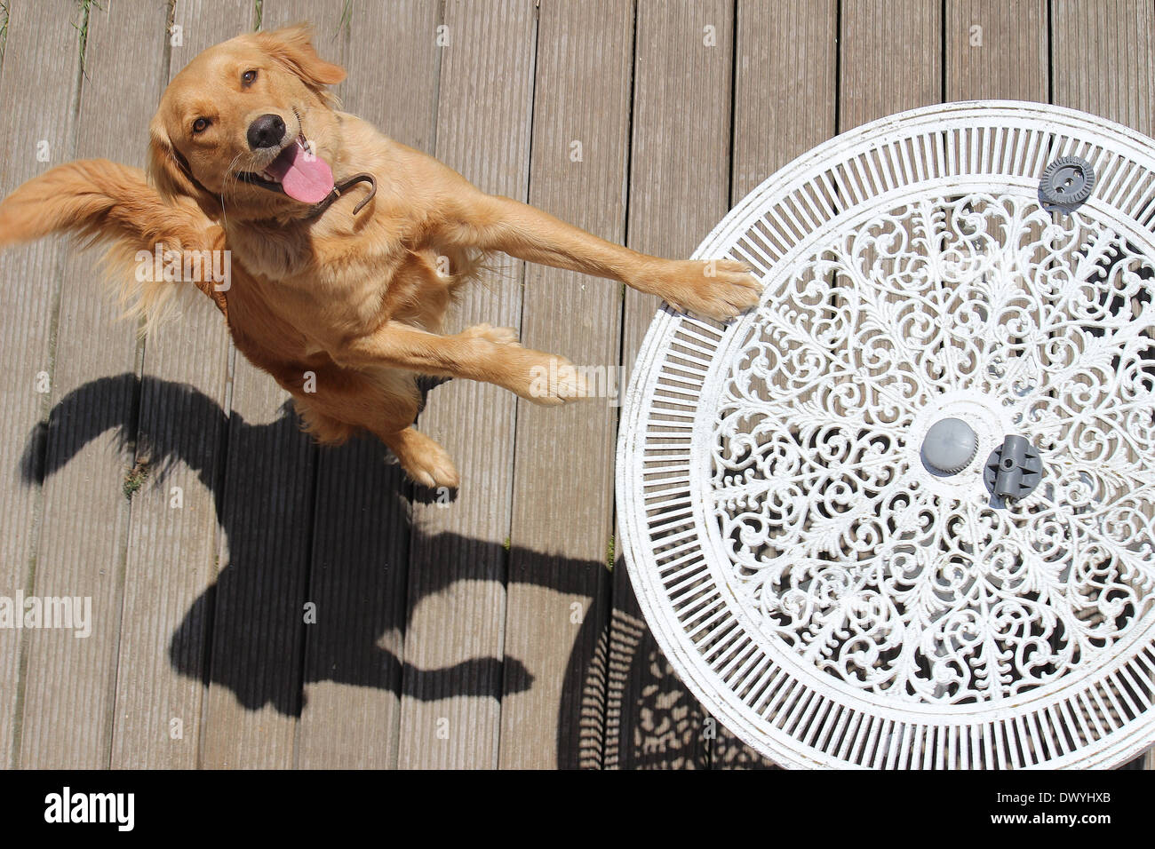 Begging with dog hi-res stock photography and images - Alamy