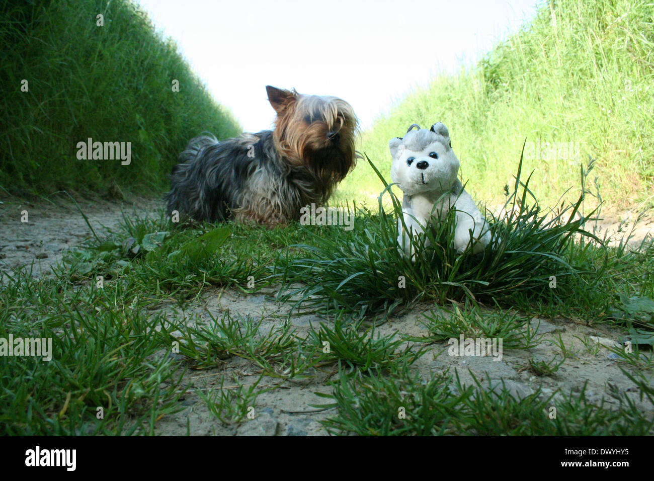 Funny small dogs hi-res stock photography and images - Alamy