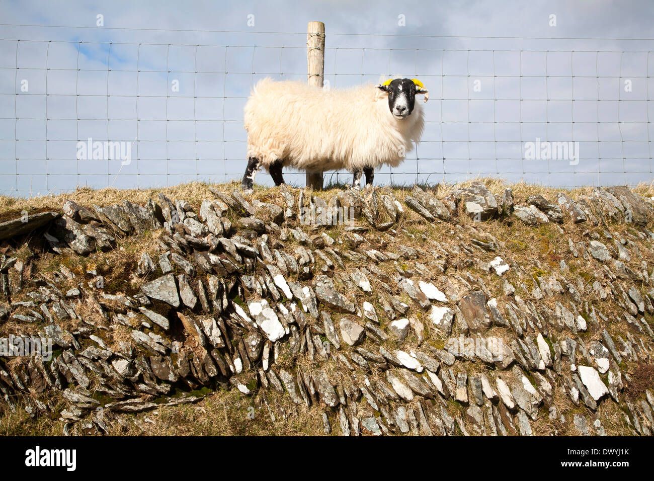 Dry stone wall sheep hi-res stock photography and images - Alamy