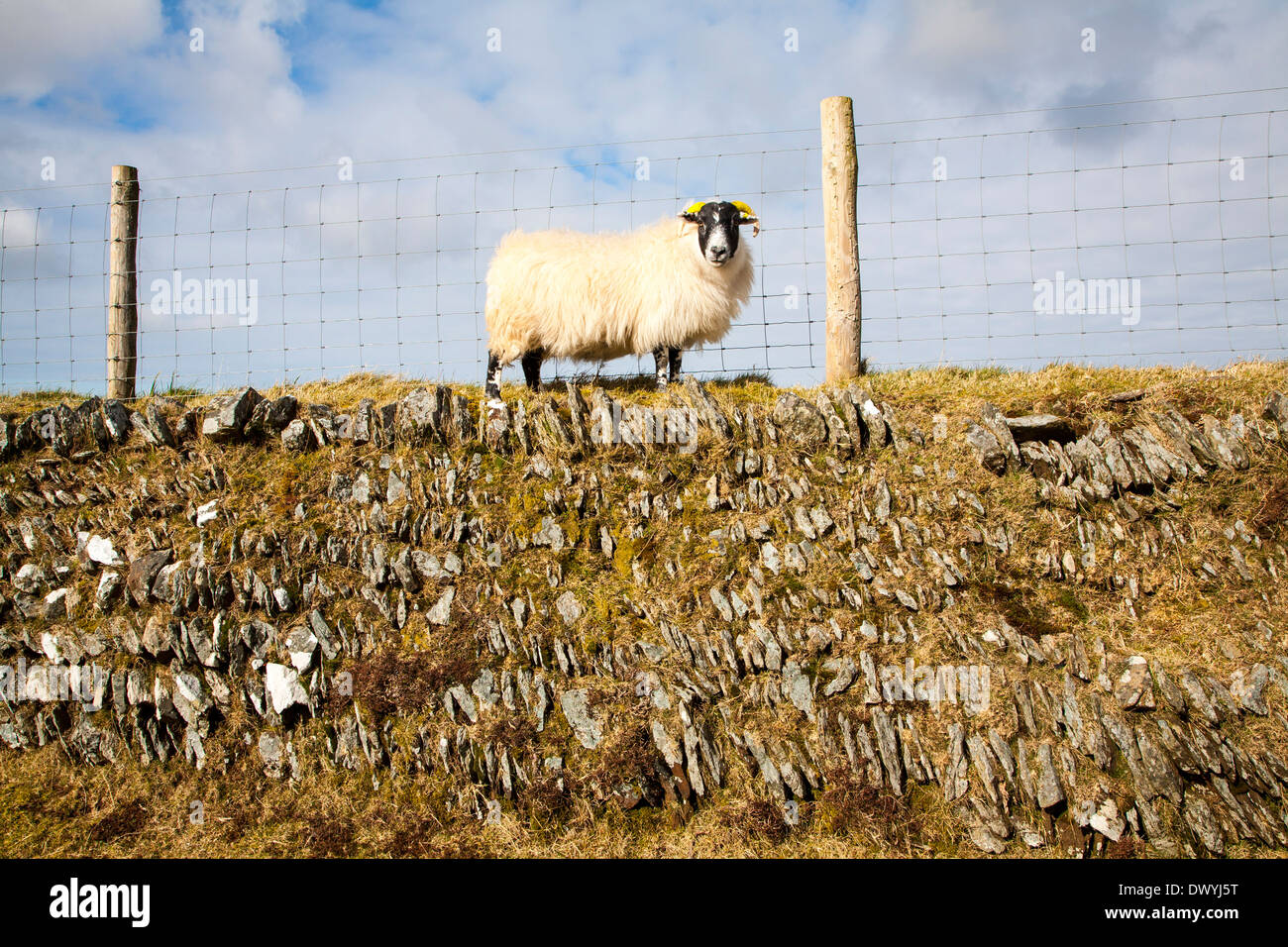 Dry stone wall sheep hi-res stock photography and images - Alamy