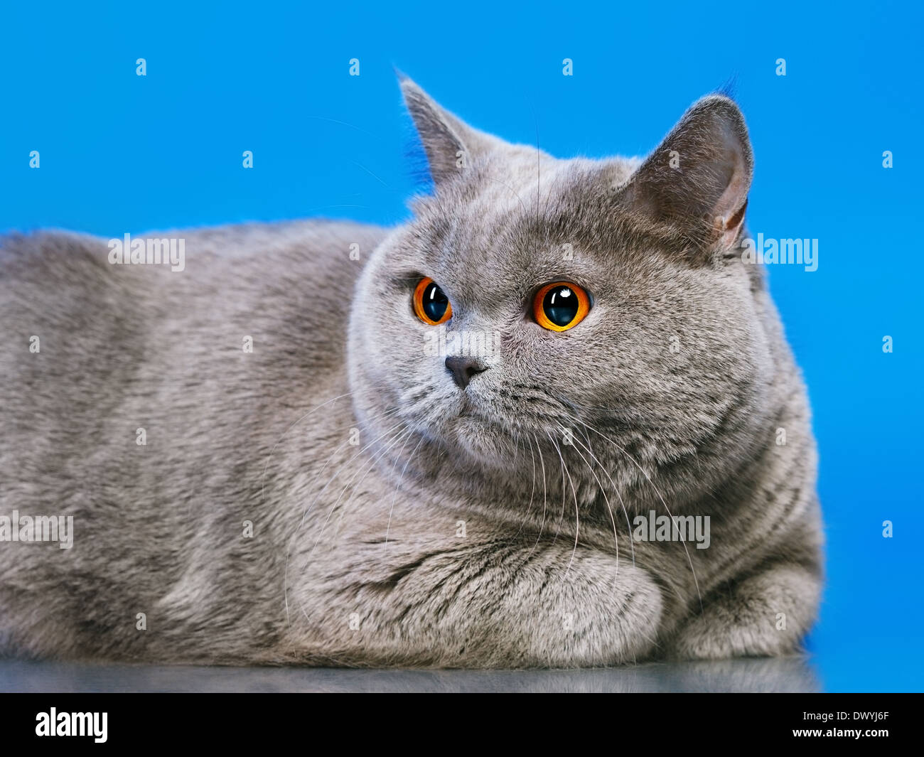 blue british shorthair cat, on blue background Stock Photo - Alamy