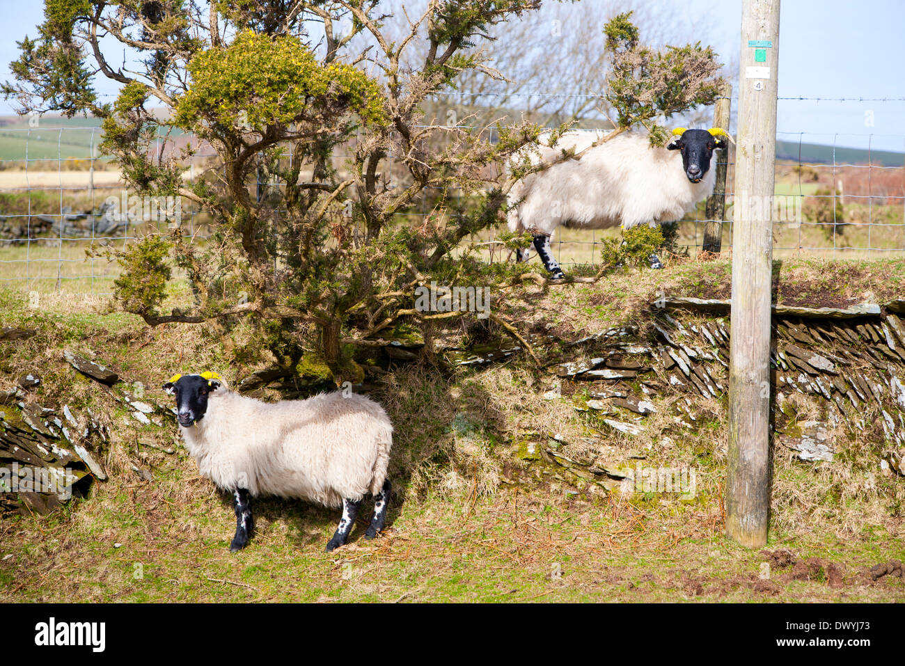 Dry stone wall sheep hi-res stock photography and images - Alamy
