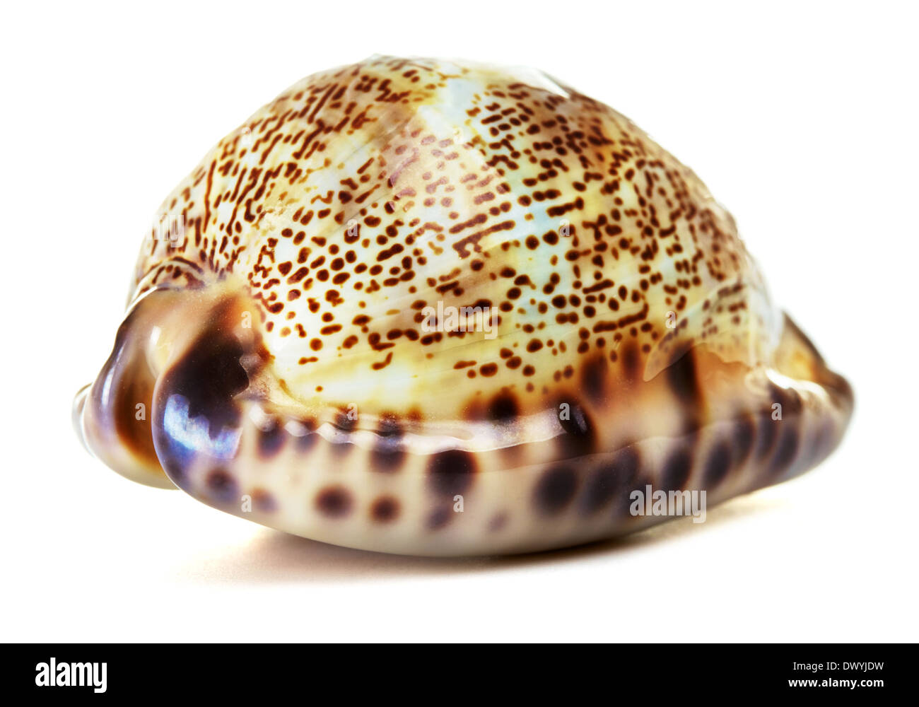 beautiful sea shell, isolated on white background Stock Photo - Alamy