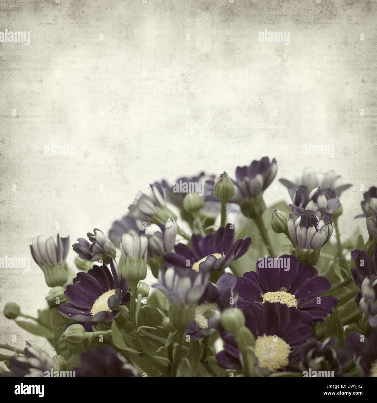 textured old paper background with blue florists cineraria Stock Photo ...