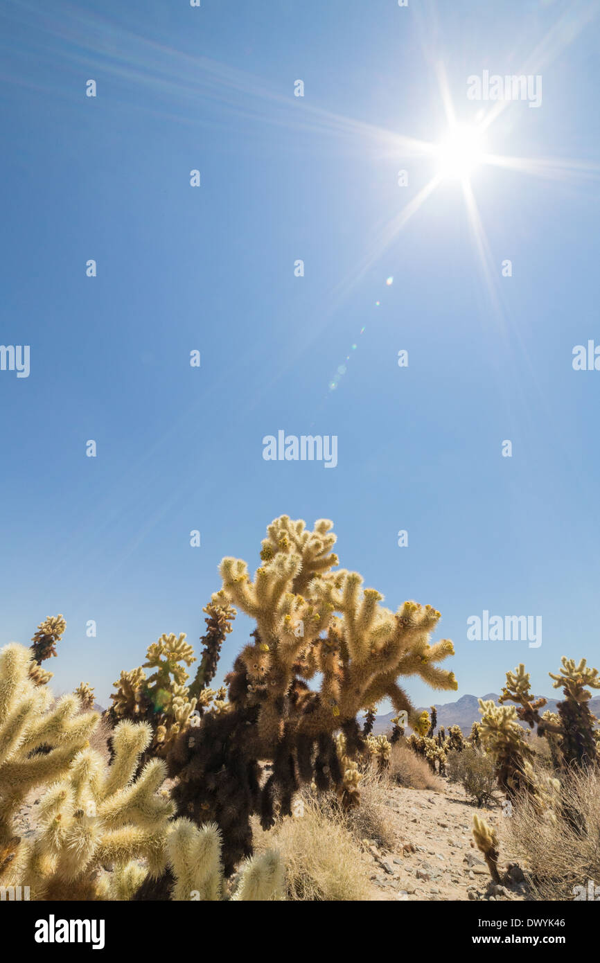 Poisonous cactus hi-res stock photography and images - Alamy