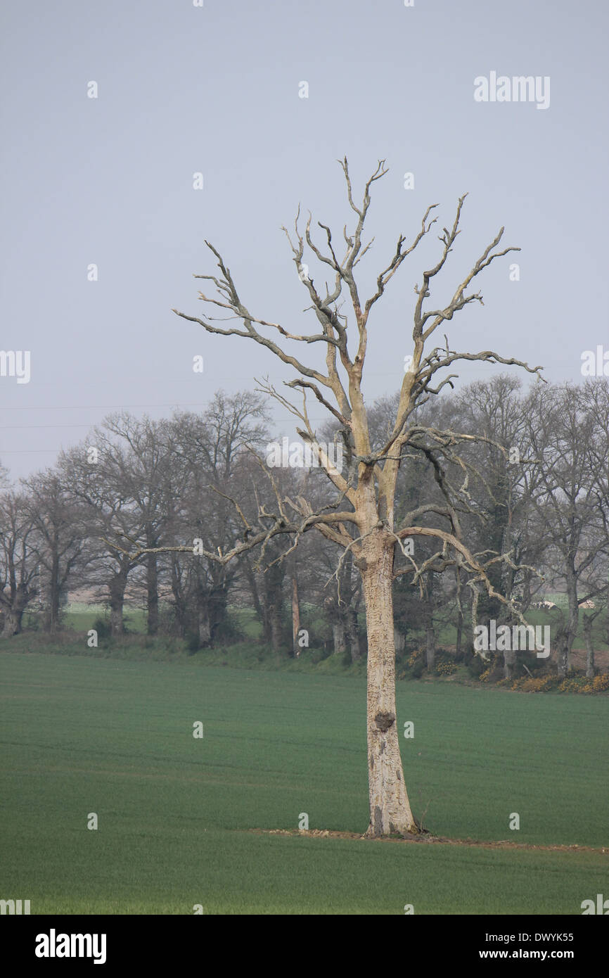 Dead alone hi-res stock photography and images - Alamy