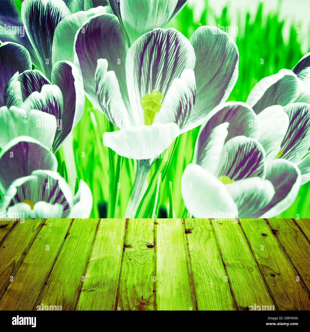 Spring background with crocuses and wooden parquet Stock Photo - Alamy