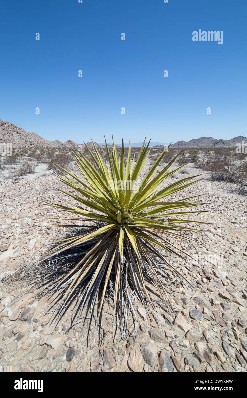 Yucca palm tree flowers hi-res stock photography and images - Alamy