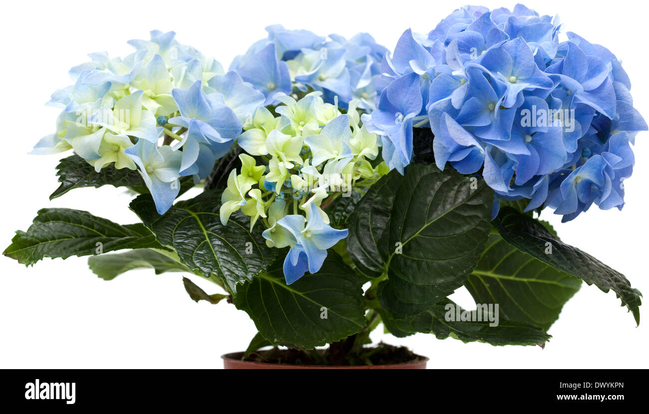 blue mini hydrangea isolated on white, whole plant Stock Photo - Alamy
