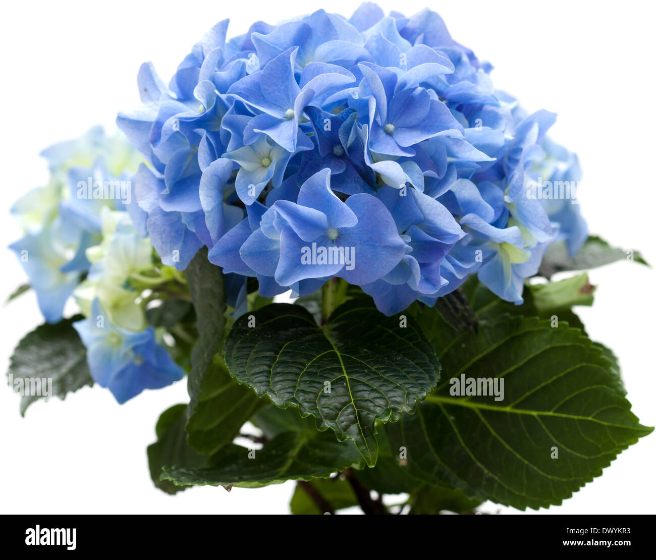 Mini hydrangea hi-res stock photography and images - Alamy