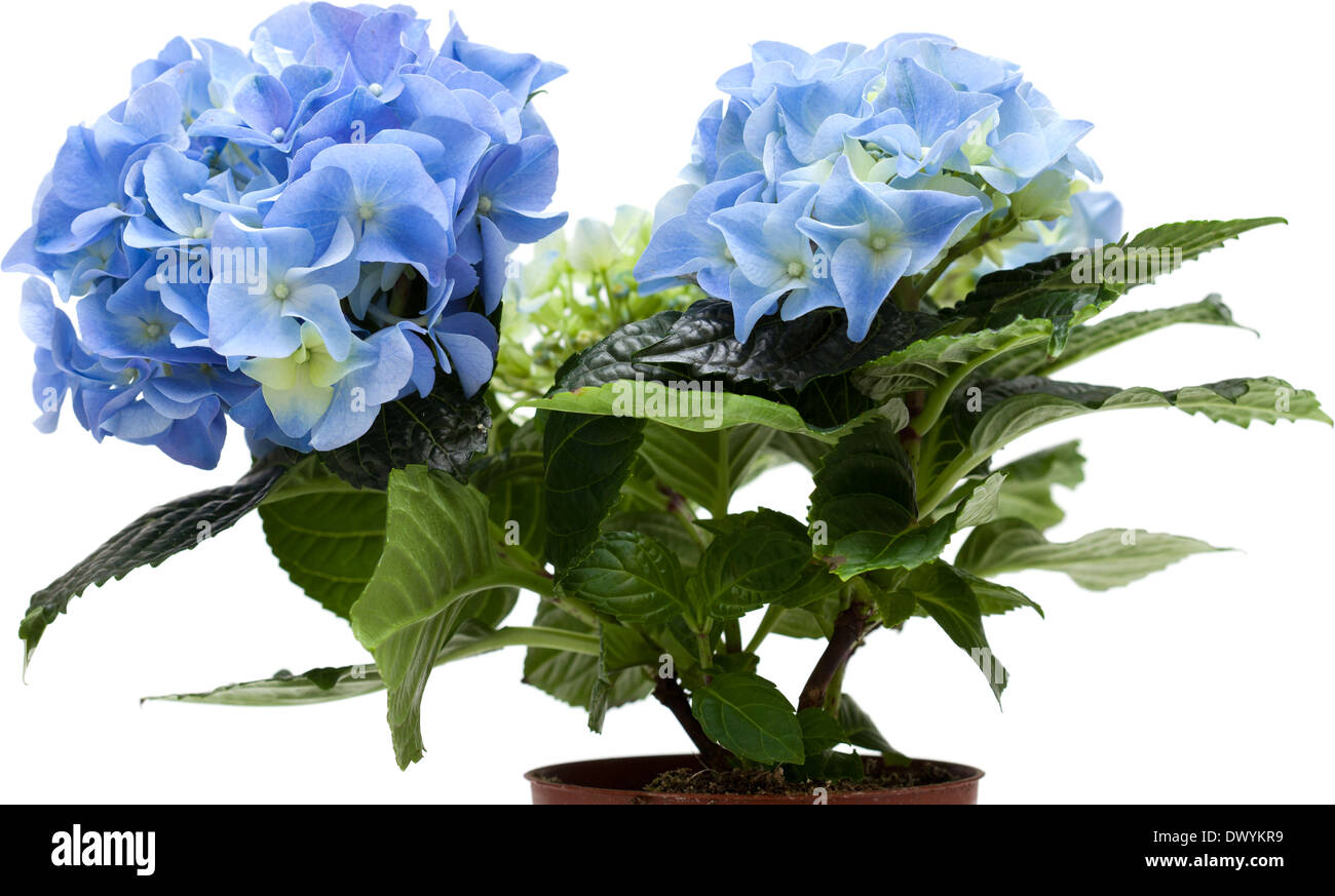 blue mini hydrangea isolated on white, whole plant Stock Photo - Alamy