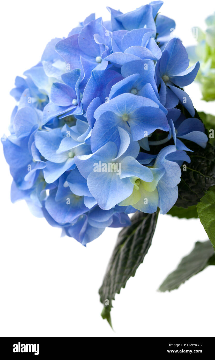 blue hydrangea isolated on white Stock Photo - Alamy