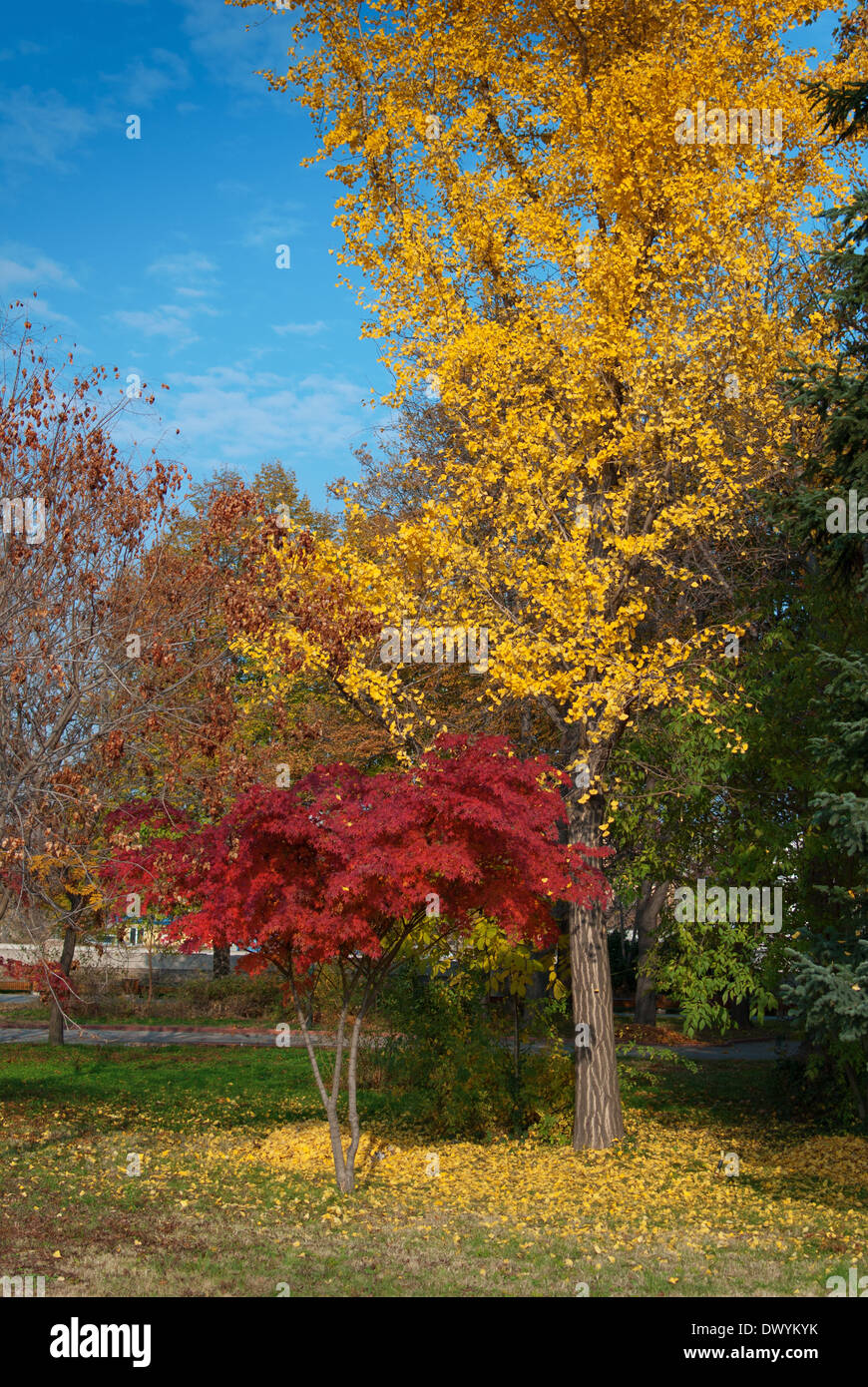 GINKGO TREE IN AUTUMN Stock Photo - Alamy