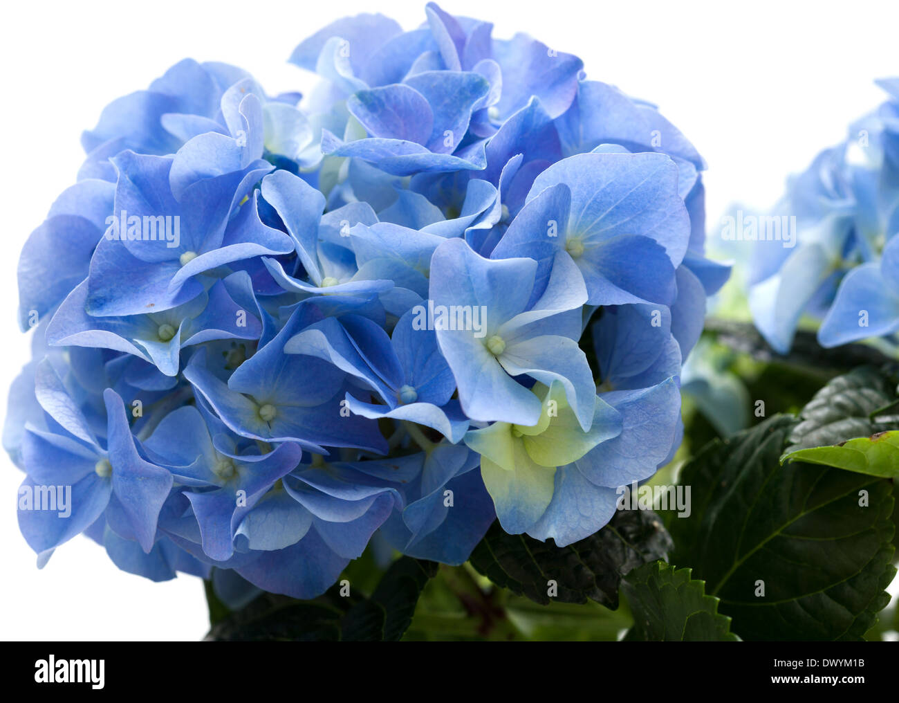 blue hydrangea isolated on white Stock Photo - Alamy