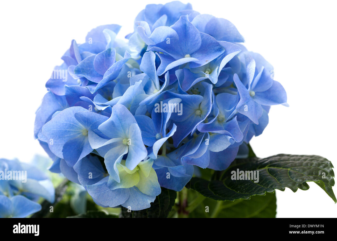 blue hydrangea isolated on white Stock Photo - Alamy