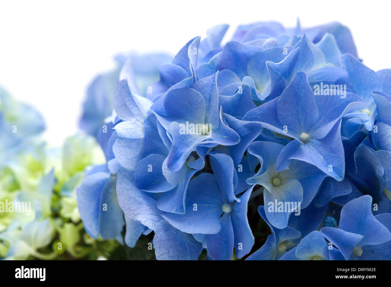 blue hydrangea isolated on white Stock Photo - Alamy