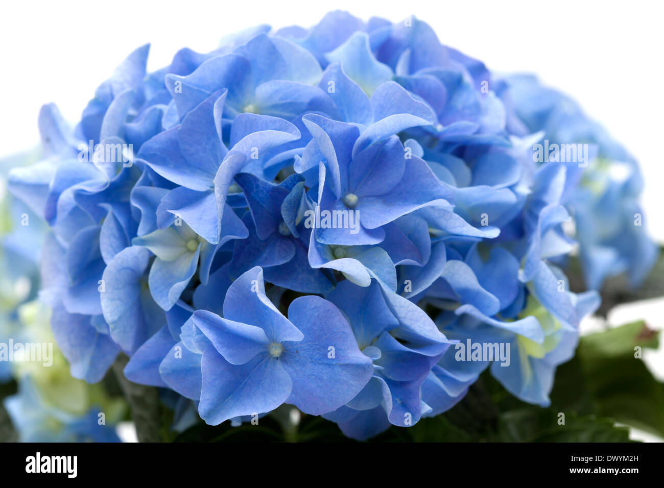 blue hydrangea isolated on white Stock Photo - Alamy