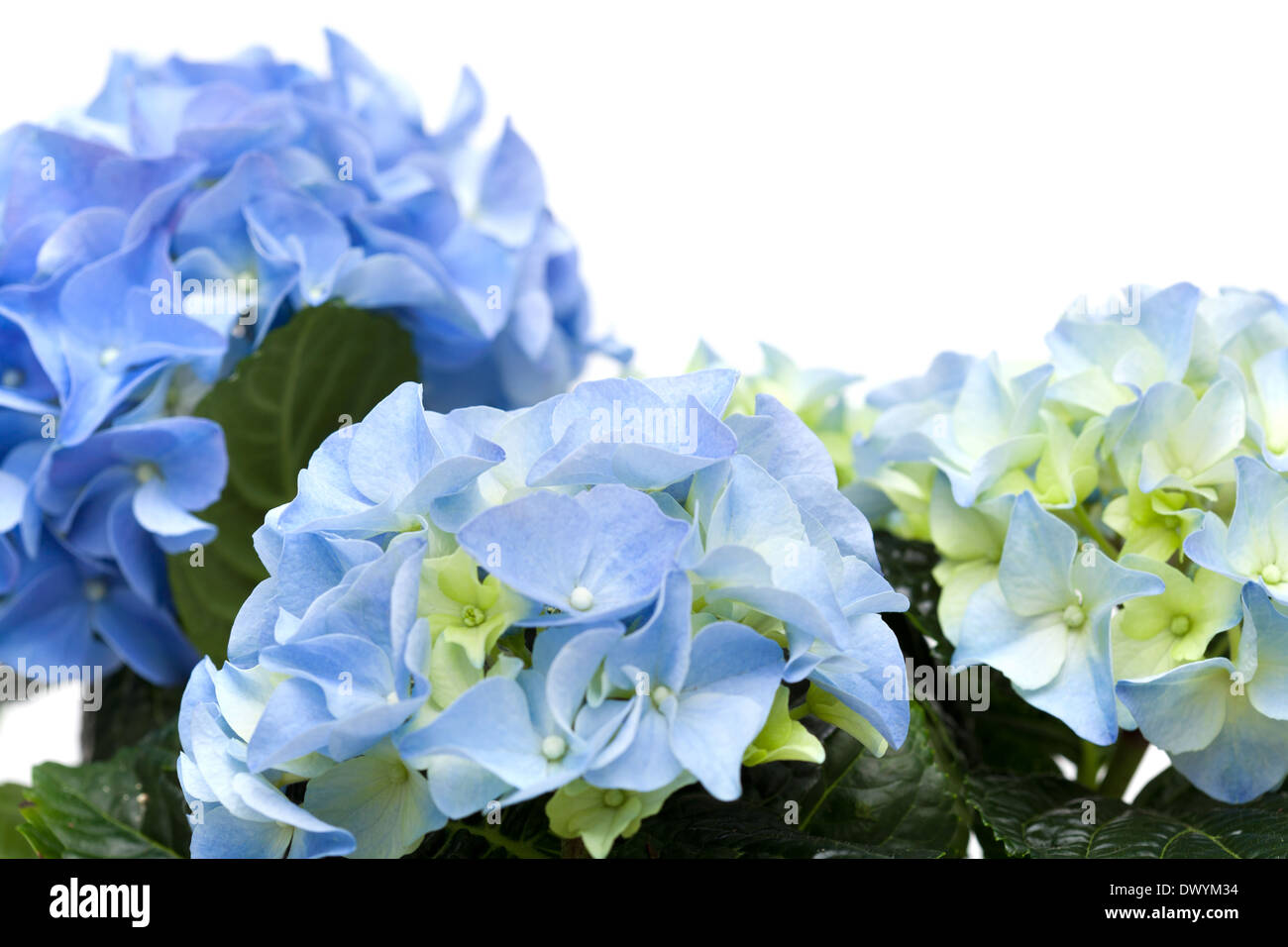 blue hydrangea isolated on white Stock Photo - Alamy