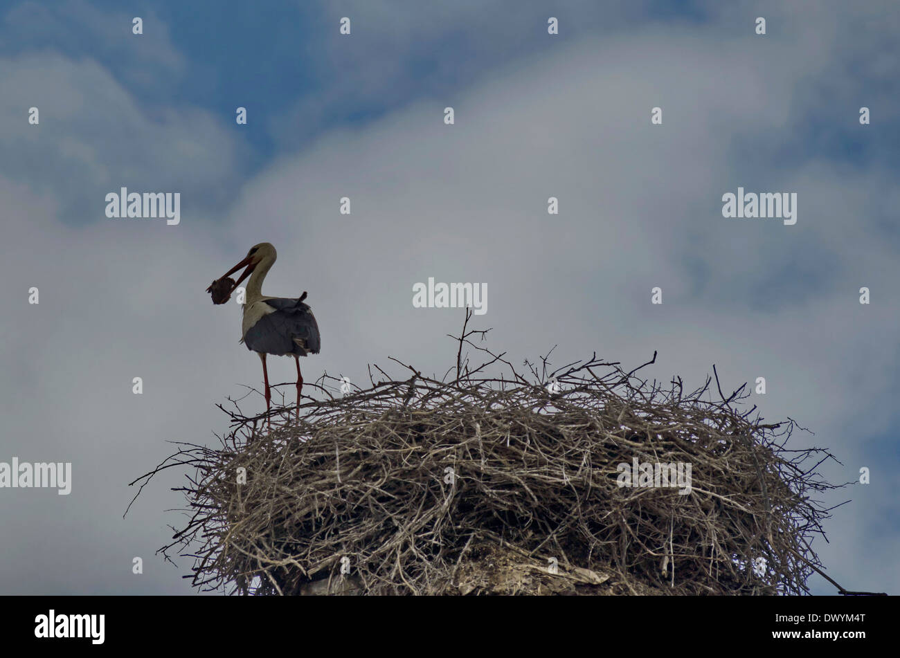 White stork take a hatch chicken from nest Stock Photo - Alamy