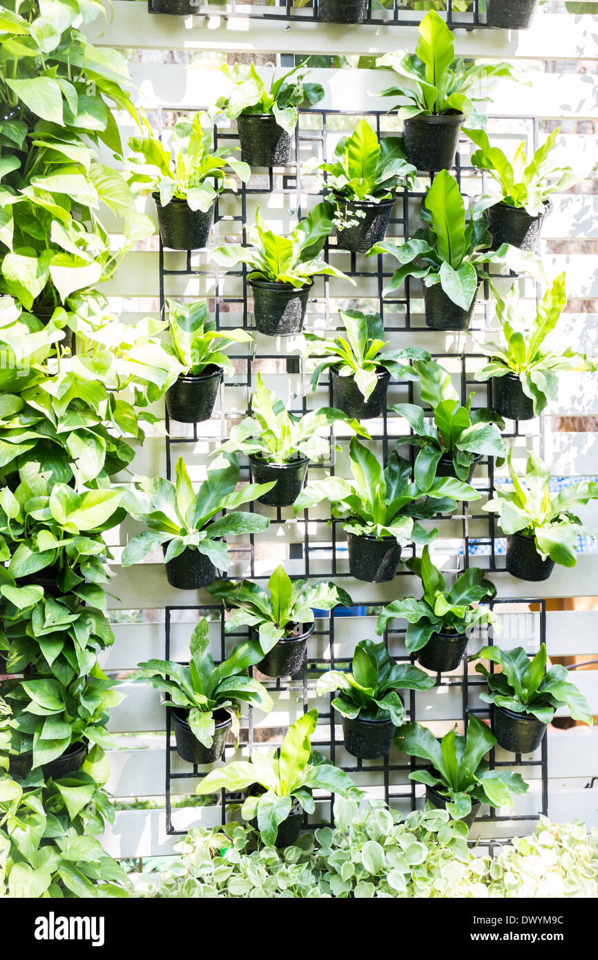 Group of plant hi-res stock photography and images - Alamy