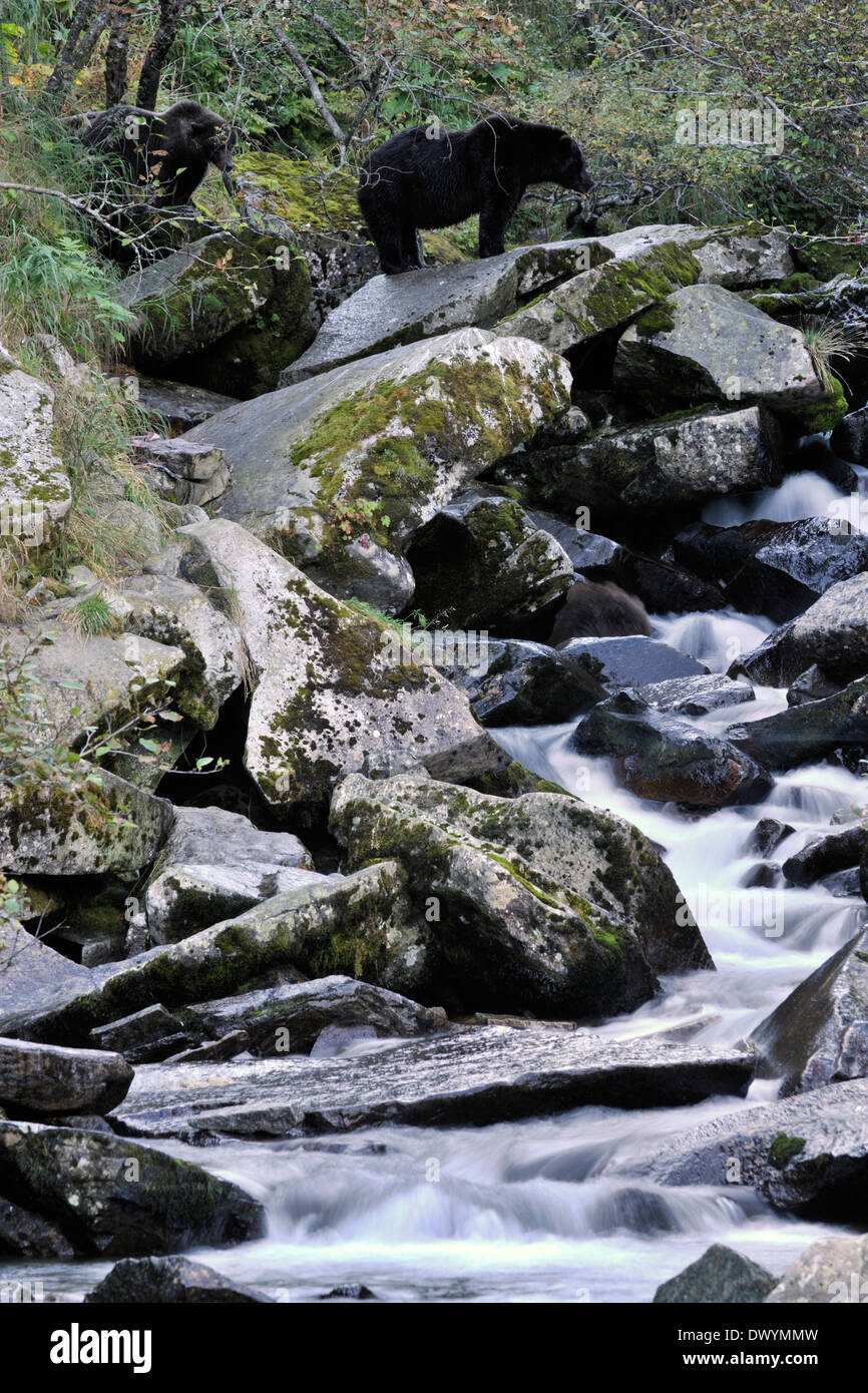 Grizzly bear (Ursus arctos horribilis) standing on waterfall, with slow ...