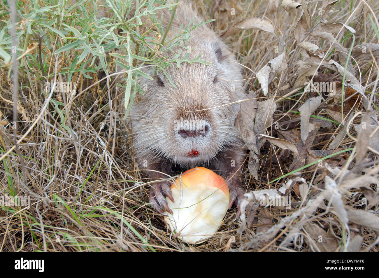 Common American Muskrat, Muskrat or muskbeaver (Ondatra zibethicus ...