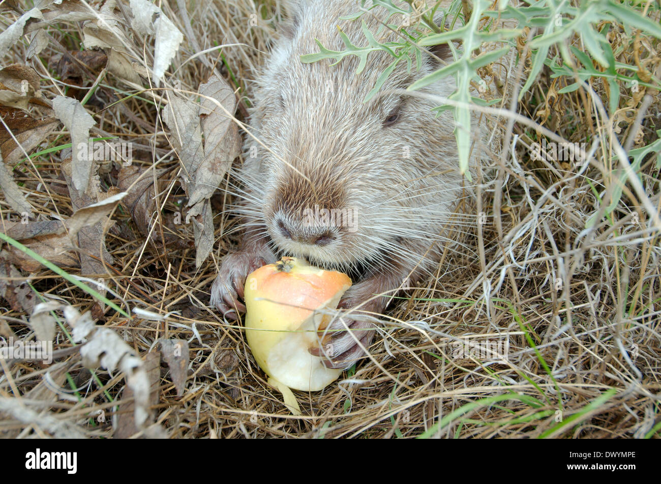 Common American Muskrat, Muskrat or muskbeaver (Ondatra zibethicus ...