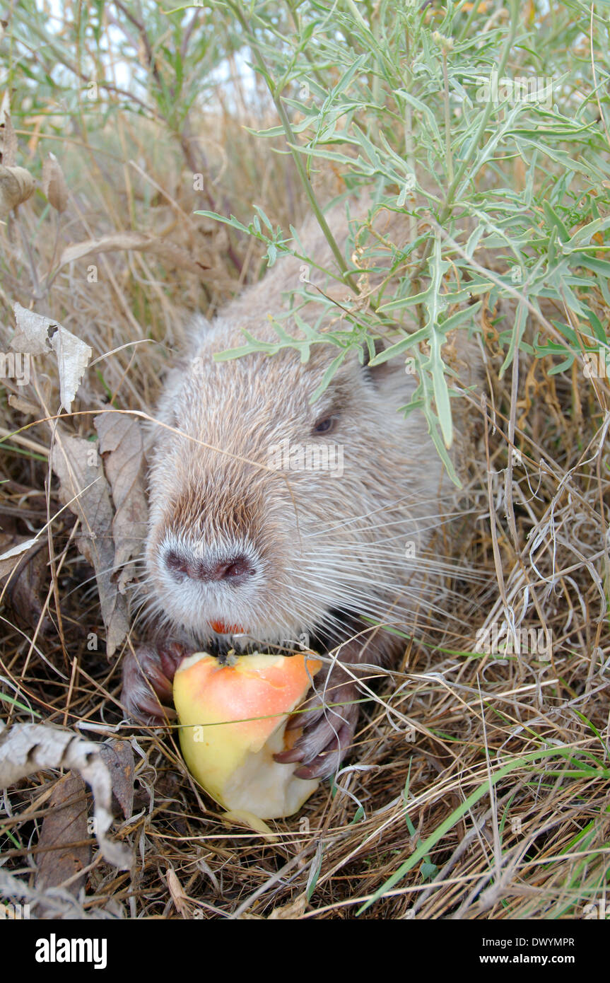 Common American Muskrat, Muskrat or muskbeaver (Ondatra zibethicus ...