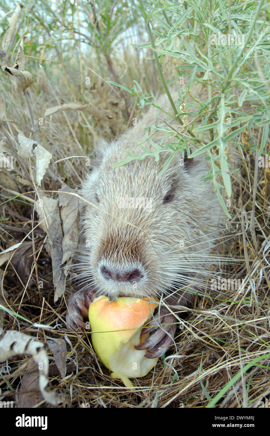 Common muskrat ondatra zibethicus hi-res stock photography and images ...