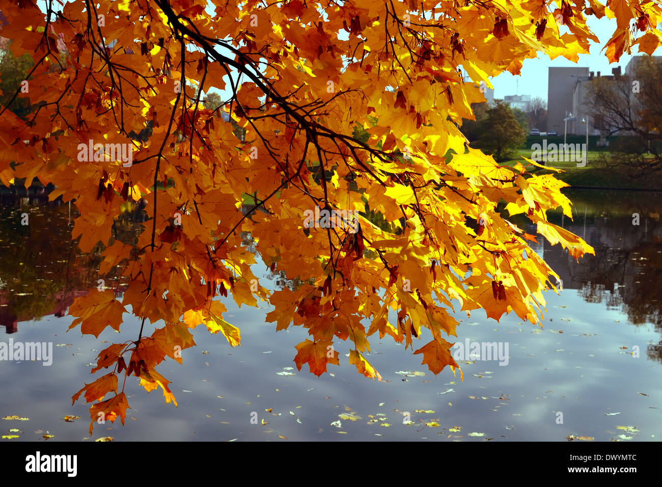 Norway maple (Acer platanoides) in the golden autumn attire Stock Photo ...