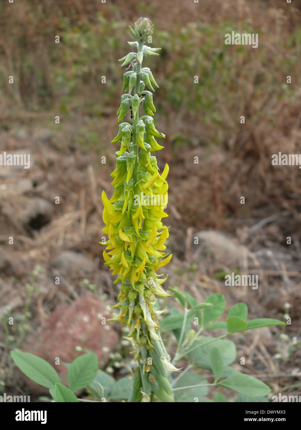 Crotalaria Mucronata