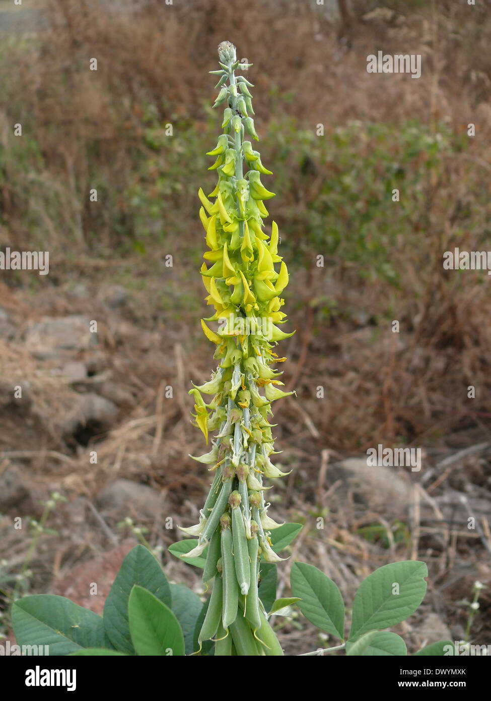 Crotalaria Mucronata