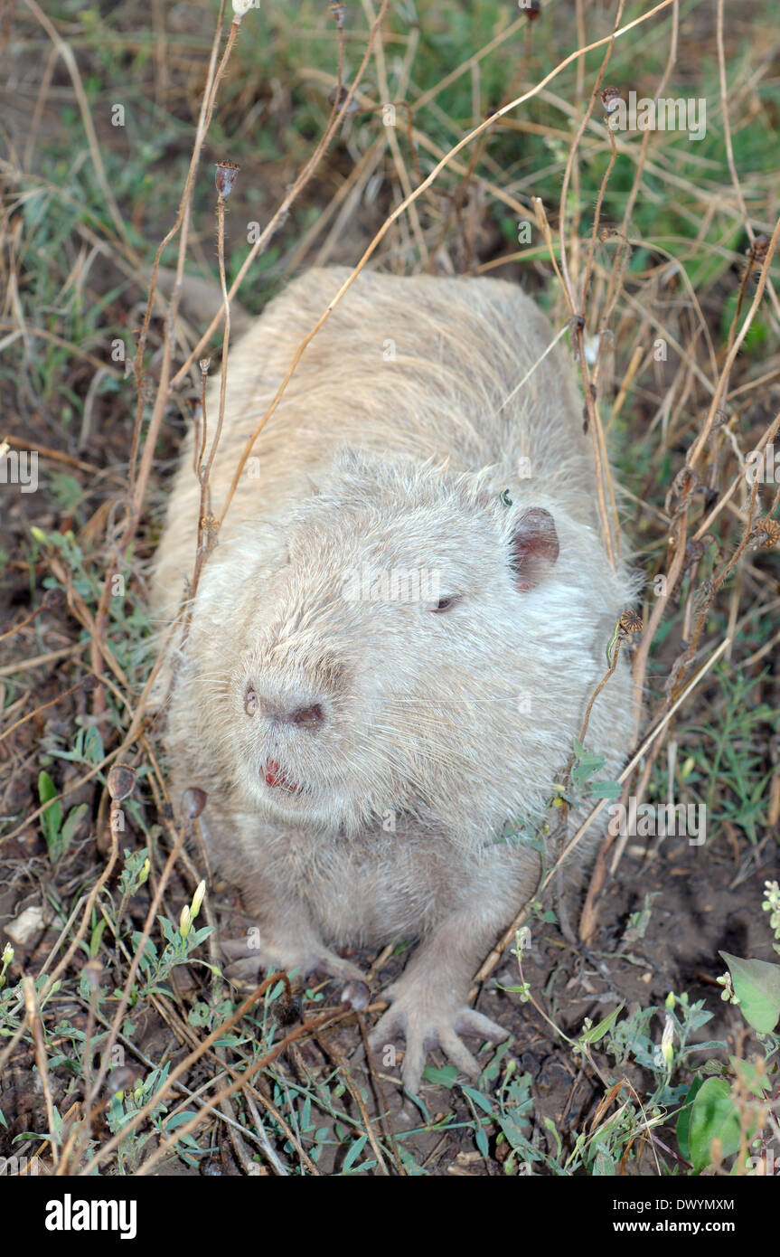 Common American Muskrat, Muskrat or muskbeaver (Ondatra zibethicus ...